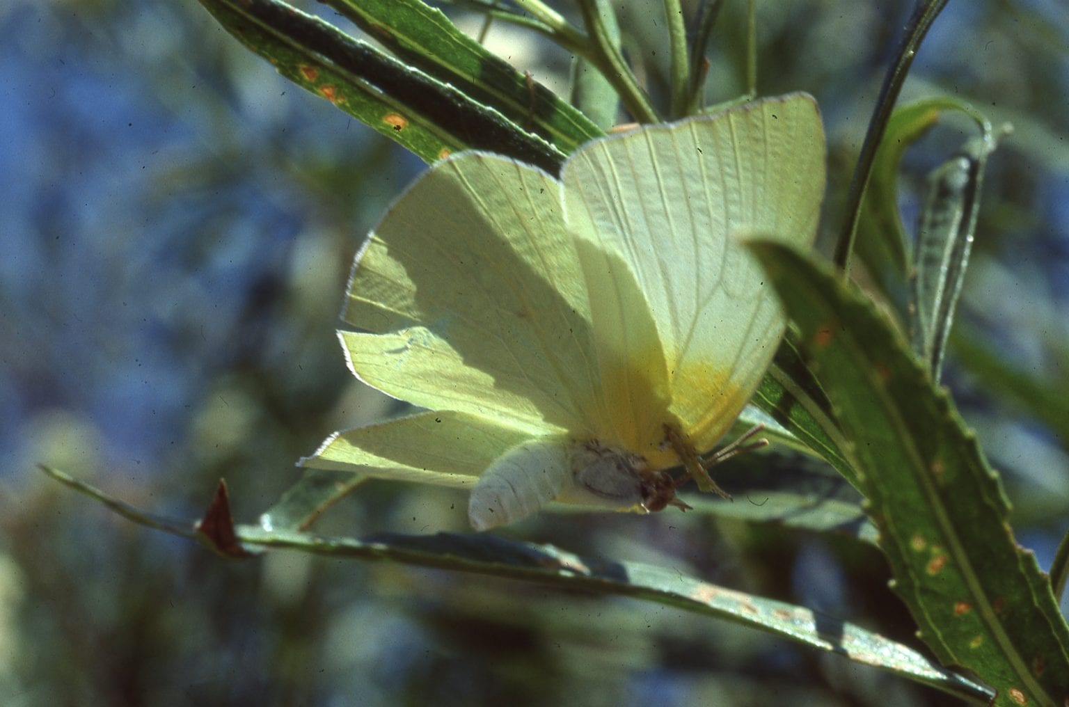 Butterflies of New Mexico: The Sulphurs (Pieridae I: Coliadinae ...