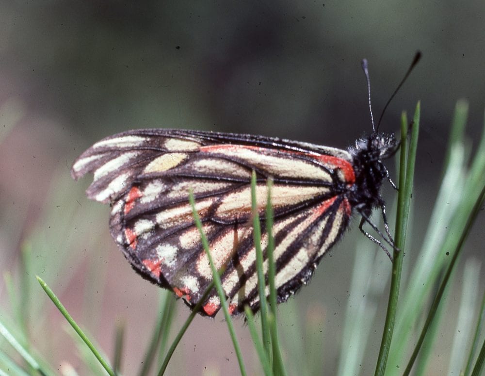 Butterflies of New Mexico: The Whites (Pieridae II: Pierinae ...