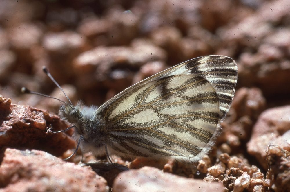 Butterflies of New Mexico: The Whites (Pieridae II: Pierinae ...
