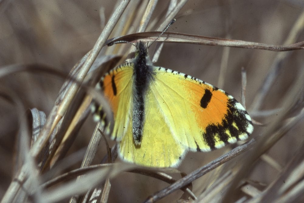Butterflies of New Mexico: The Whites (Pieridae II: Pierinae ...