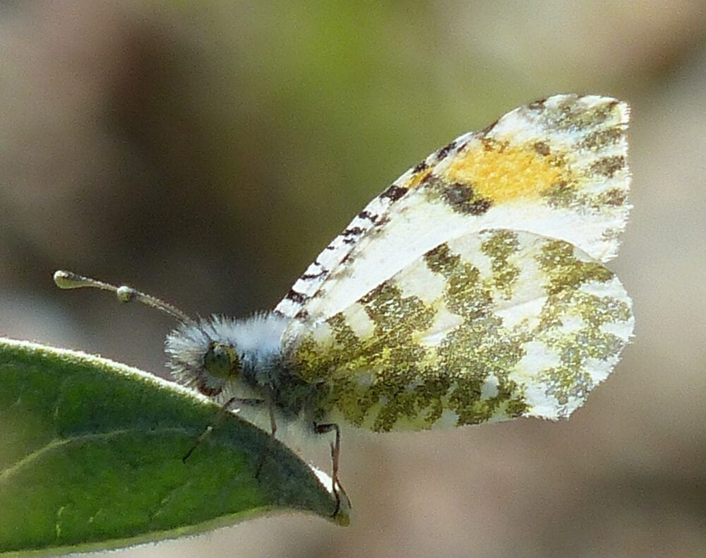 Butterflies of New Mexico: The Whites (Pieridae II: Pierinae ...