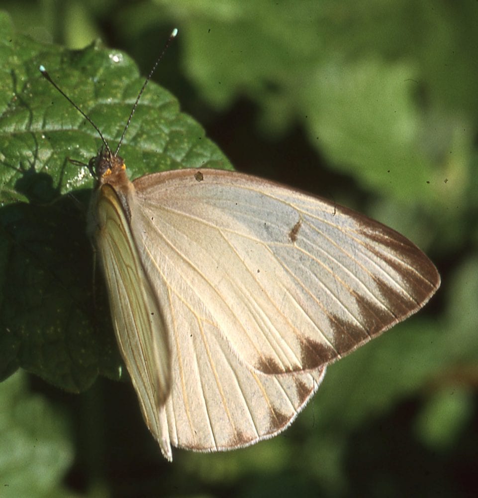 Butterflies of New Mexico: The Whites (Pieridae II: Pierinae ...
