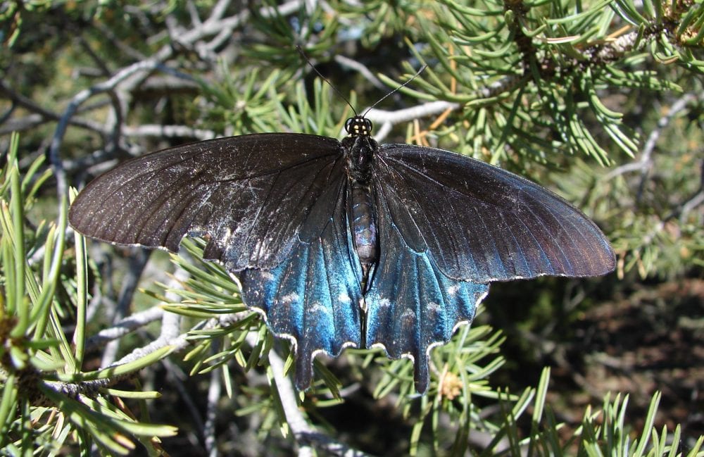 Butterflies of New Mexico: The Swallowtails (Papilionidae) – Pajarito ...