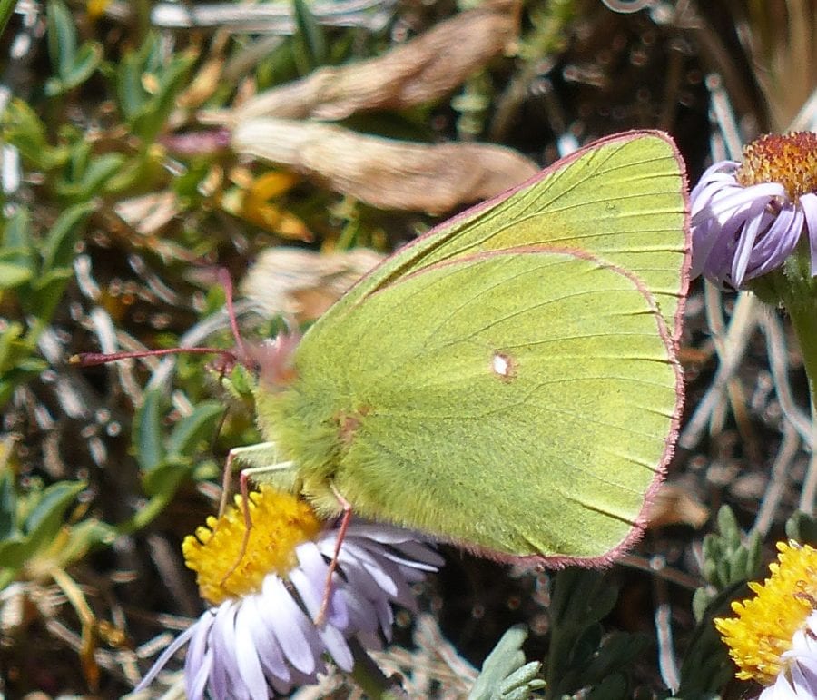 Butterflies of New Mexico: The Sulphurs (Pieridae I: Coliadinae ...
