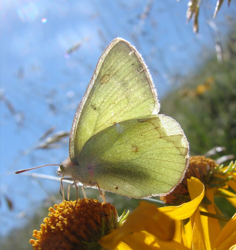 Butterflies of New Mexico: The Sulphurs (Pieridae I: Coliadinae ...