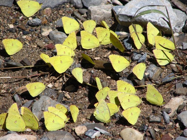 Butterflies of New Mexico: The Sulphurs (Pieridae I: Coliadinae ...