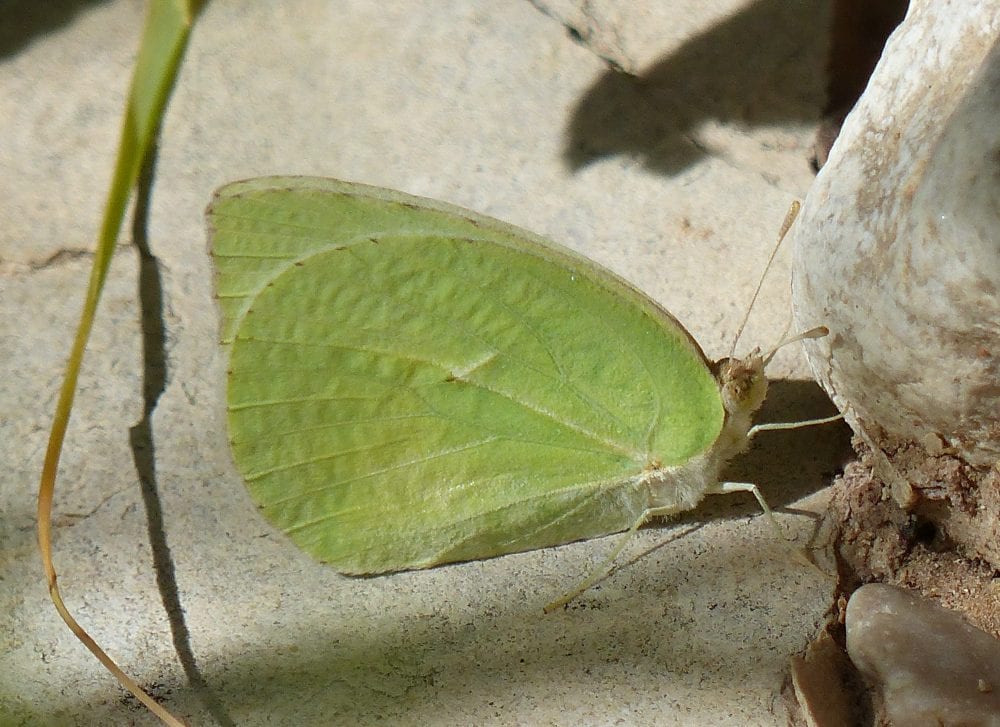 Butterflies of New Mexico: The Sulphurs (Pieridae I: Coliadinae ...
