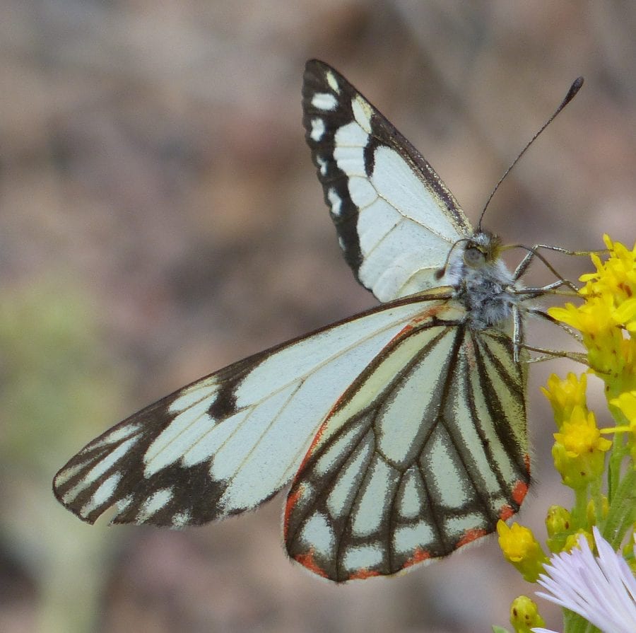 Butterflies of New Mexico: The Whites (Pieridae II: Pierinae ...