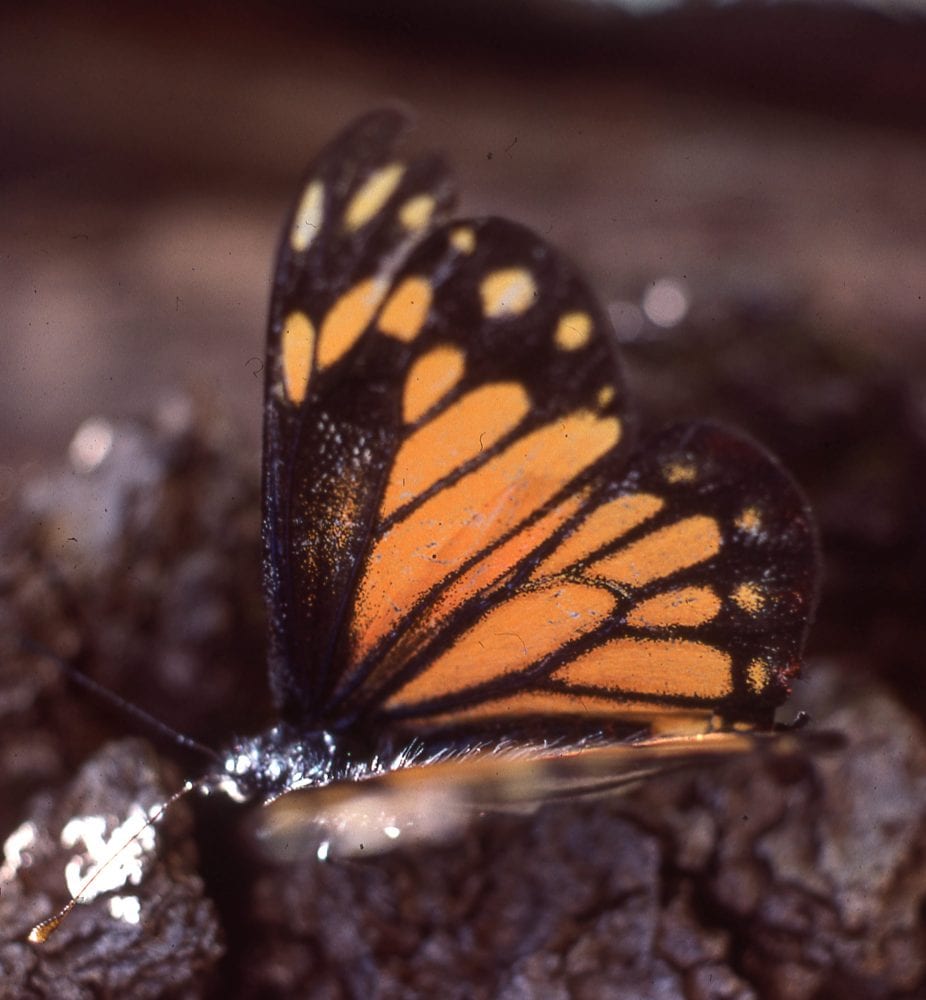 Butterflies of New Mexico: The Whites (Pieridae II: Pierinae ...