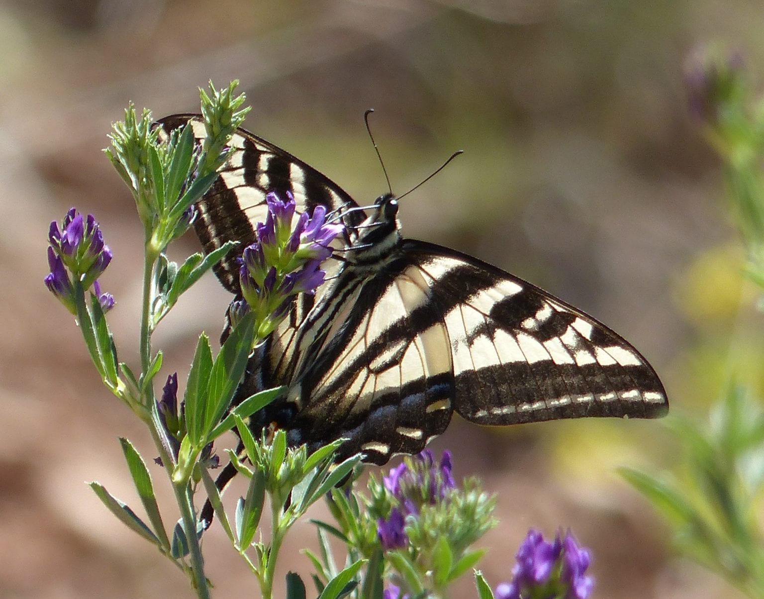 Butterflies of New Mexico: The Swallowtails (Papilionidae) – Pajarito ...