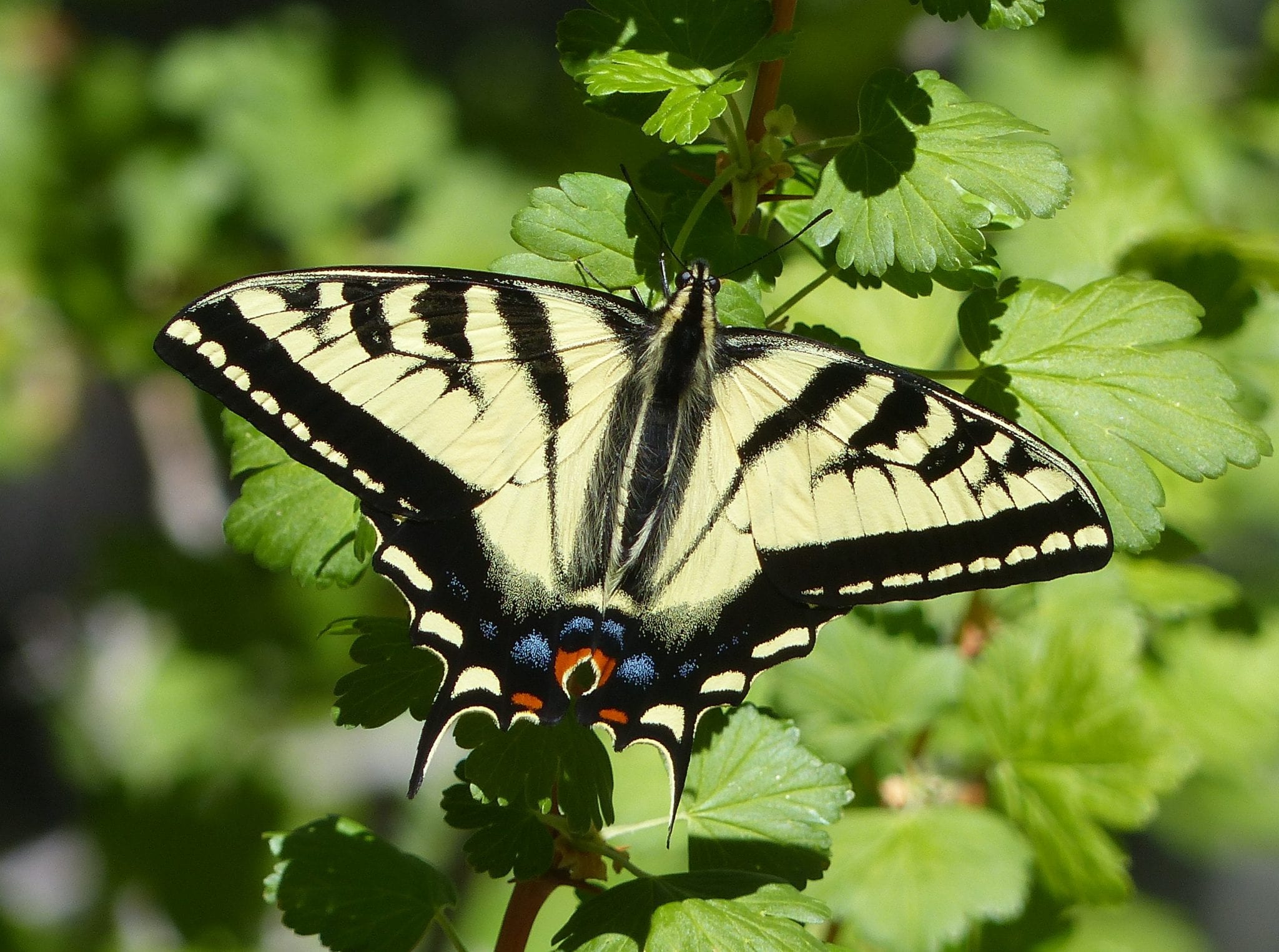 Butterflies of New Mexico: The Swallowtails (Papilionidae) – Pajarito ...
