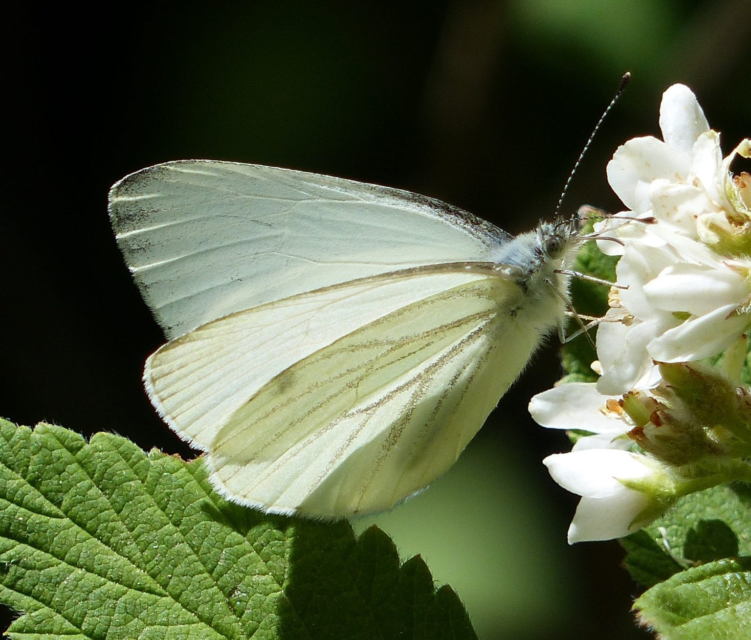 Butterflies of New Mexico: The Whites (Pieridae II: Pierinae ...