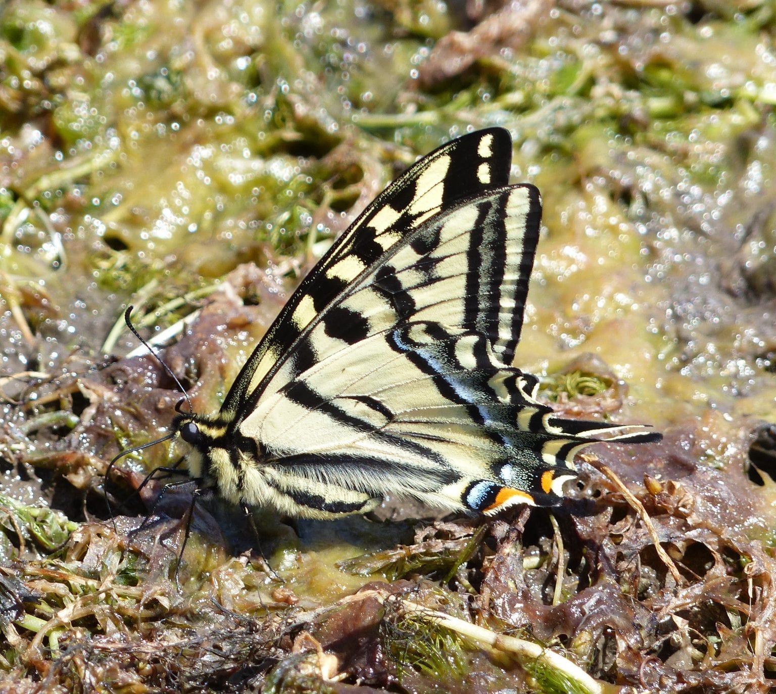 Butterflies of New Mexico: The Swallowtails (Papilionidae) – Pajarito ...