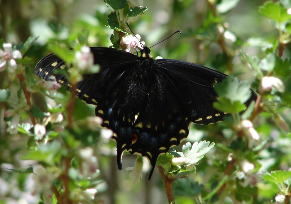 Butterflies of New Mexico: The Swallowtails (Papilionidae) – Pajarito ...