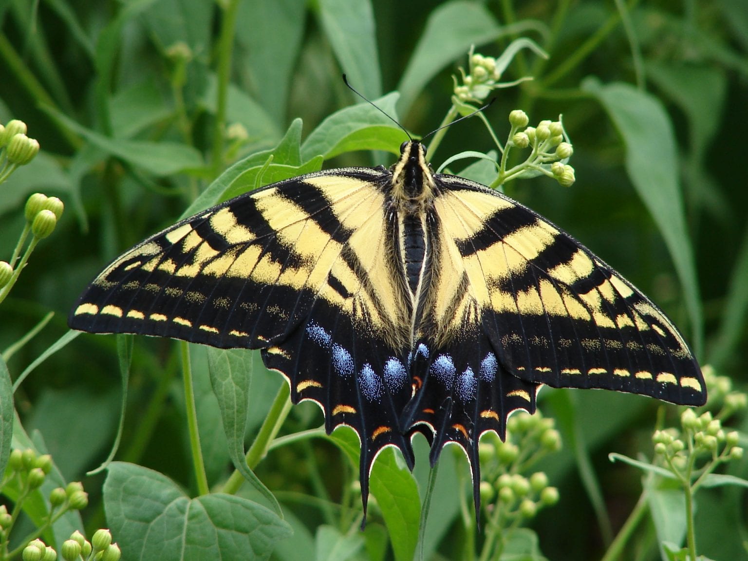 Butterflies of New Mexico: The Swallowtails (Papilionidae) – Pajarito ...