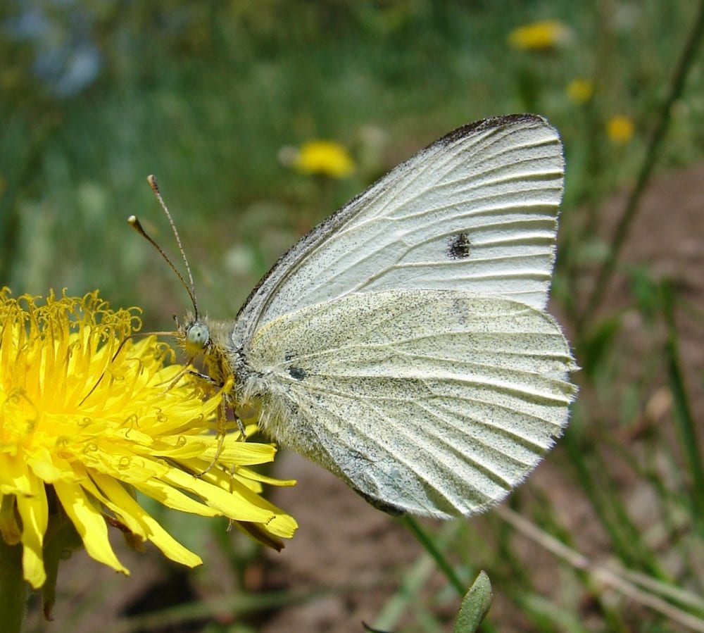 Butterflies of New Mexico: The Whites (Pieridae II: Pierinae ...