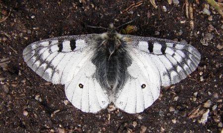 Butterflies of New Mexico: The Swallowtails (Papilionidae) – Pajarito ...