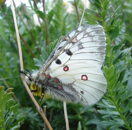 Butterflies of New Mexico: The Swallowtails (Papilionidae) – Pajarito ...
