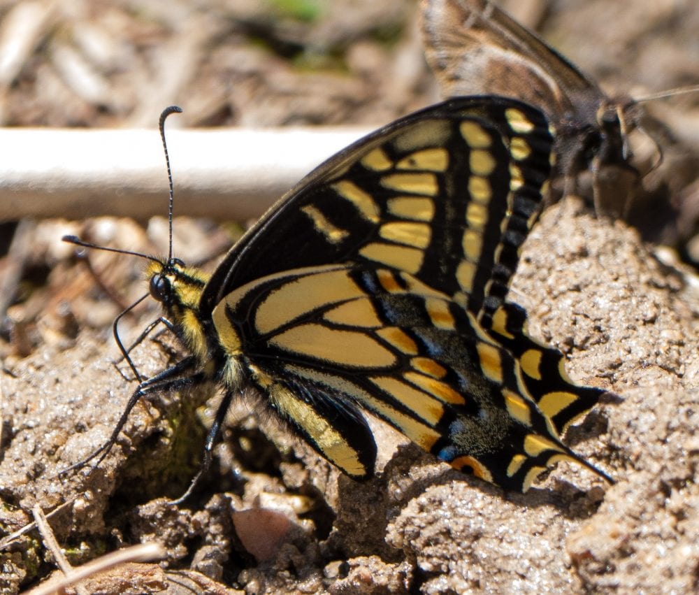 Butterflies of New Mexico: The Swallowtails (Papilionidae) – Pajarito ...
