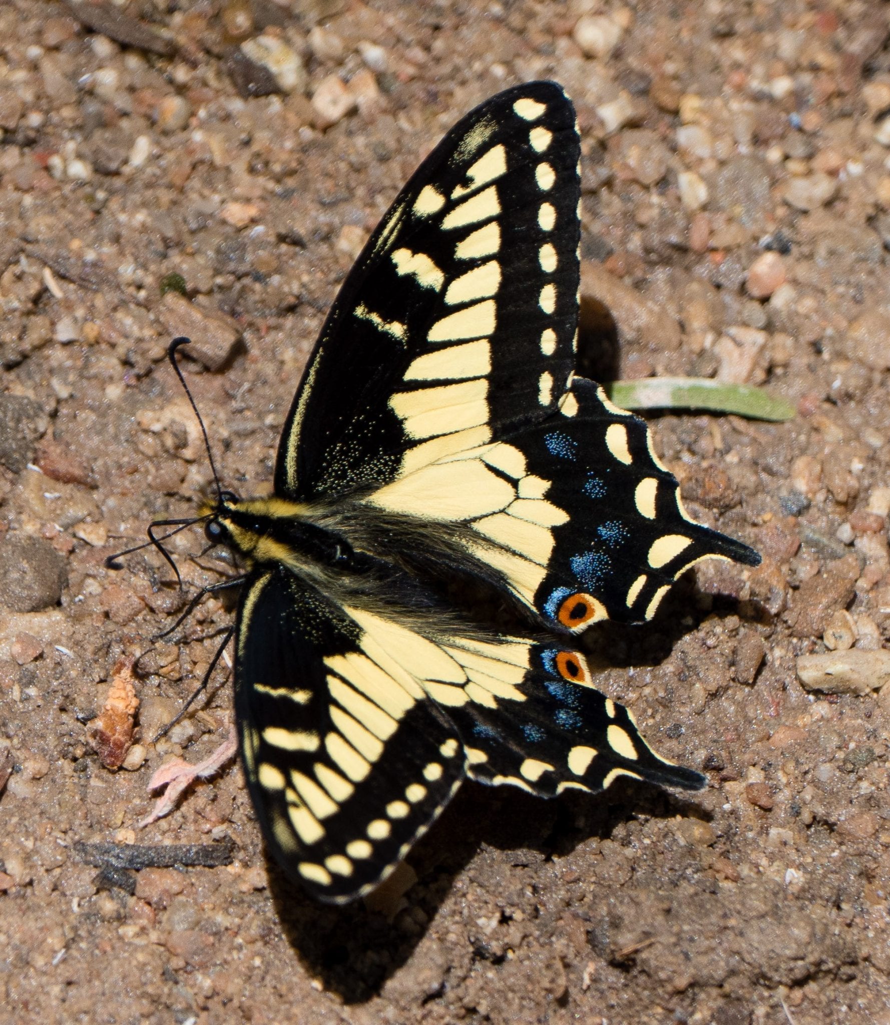 Butterflies of New Mexico: The Swallowtails (Papilionidae) – Pajarito ...