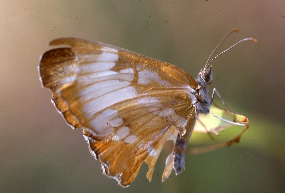Butterflies of New Mexico: The Brushfoots VI: The Tropical Brushfoots ...