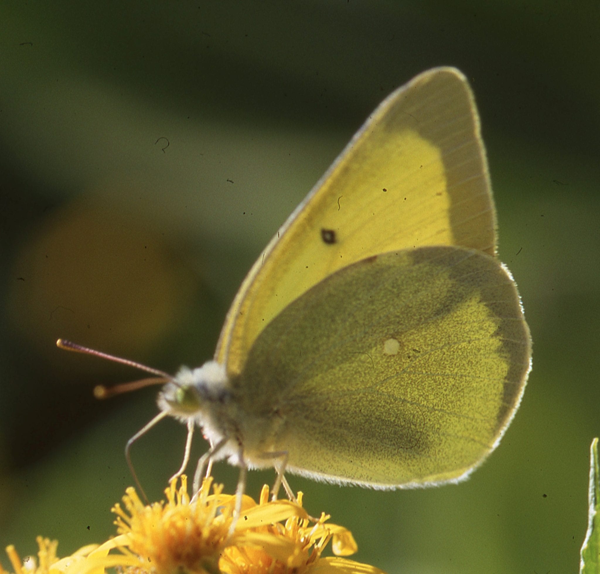 Butterflies of New Mexico: The Sulphurs (Pieridae I: Coliadinae ...