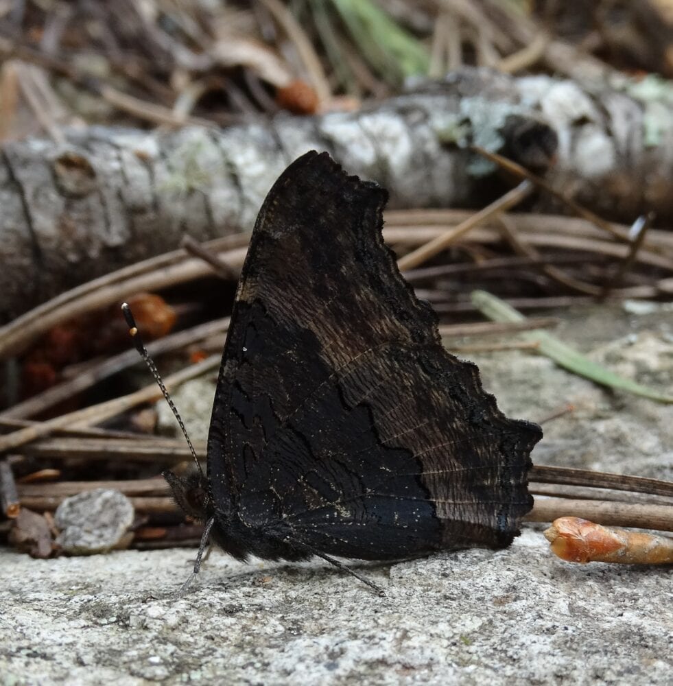 Butterflies of New Mexico: The Brushfoots VIII: True Brushfoots ...