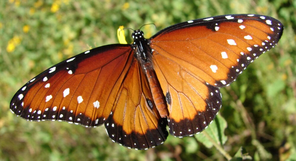 Butterflies of New Mexico: The Brushfoots II: Milkweed Butterflies ...