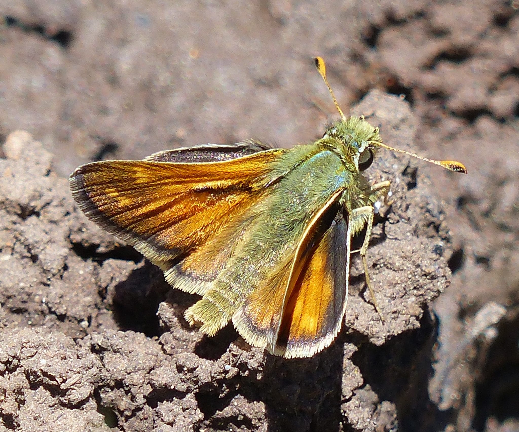 Butterflies of New Mexico: The Skippers V: Folded-Wing Skippers ...