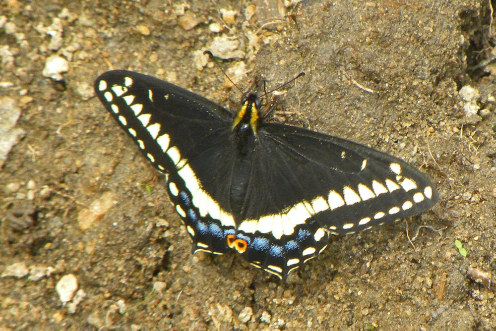 Butterflies of New Mexico: The Swallowtails (Papilionidae) – Pajarito ...