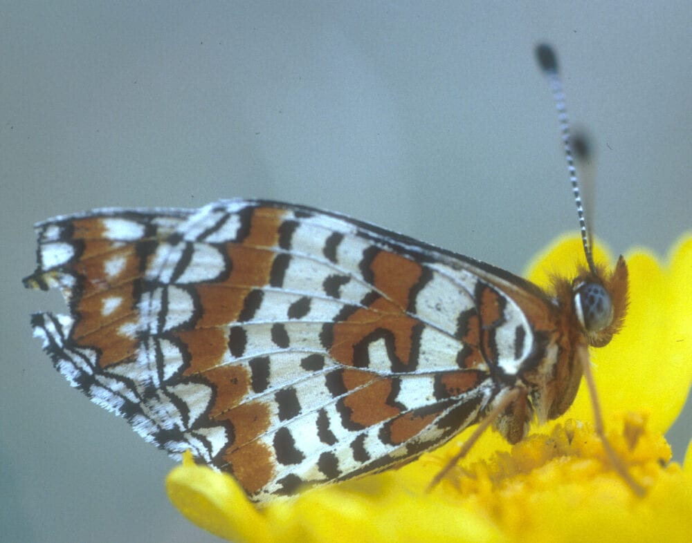 Butterflies of New Mexico: The Brushfoots VIII: True Brushfoots ...