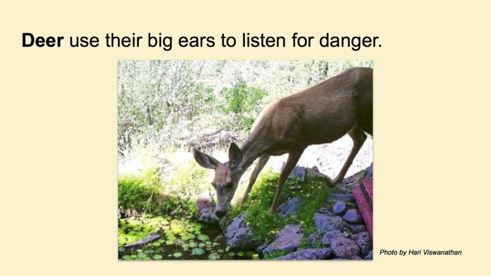 Animal Senses Scavenger Hunt – Pajarito Environmental Education Center