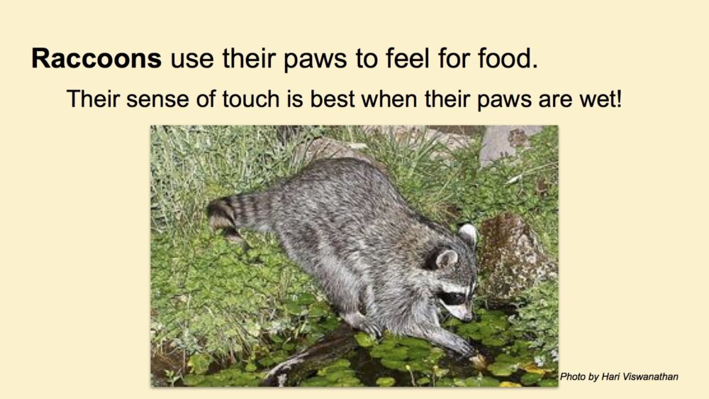 Animal Senses Scavenger Hunt – Pajarito Environmental Education Center