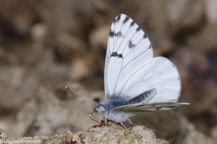 Butterflies of New Mexico: The Whites (Pieridae II: Pierinae ...