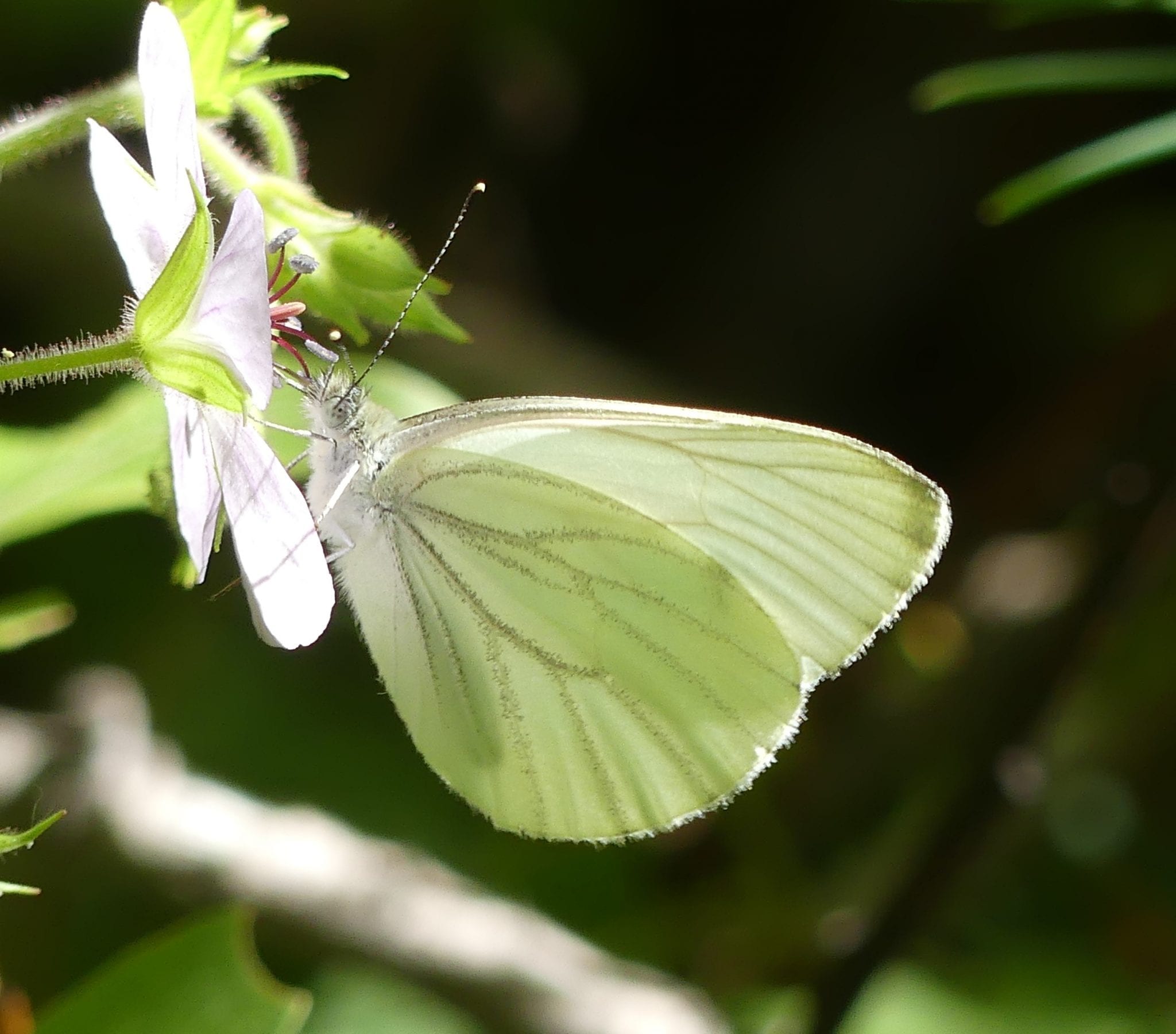 Butterflies of New Mexico: The Whites (Pieridae II: Pierinae ...
