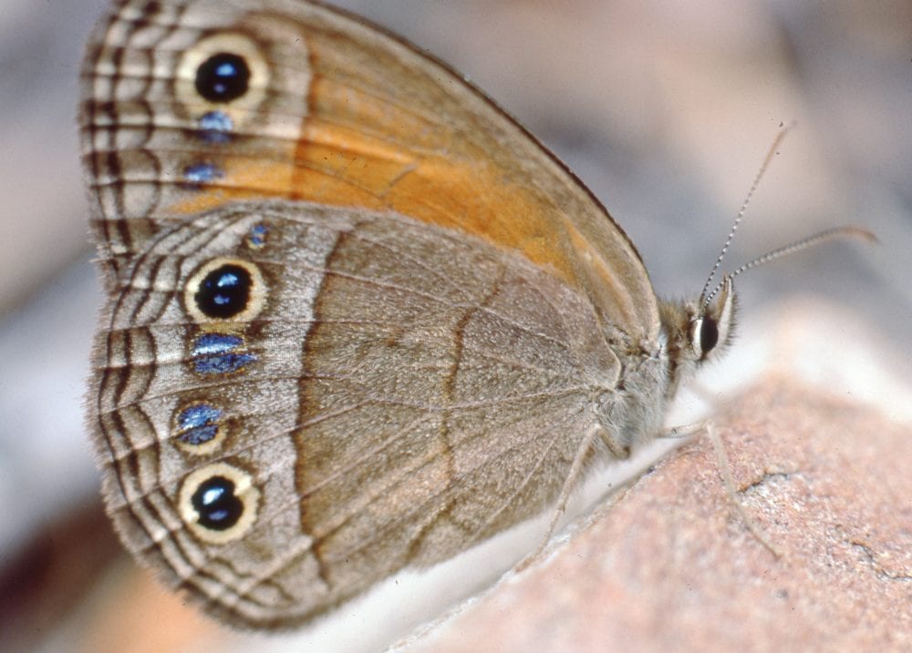 Butterflies of New Mexico: The Brushfoots X: The Satyrs (Nymphalidae ...