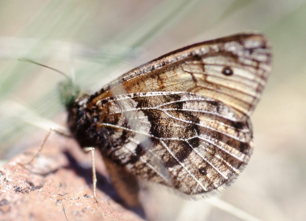 Butterflies of New Mexico: The Brushfoots X: The Satyrs (Nymphalidae ...