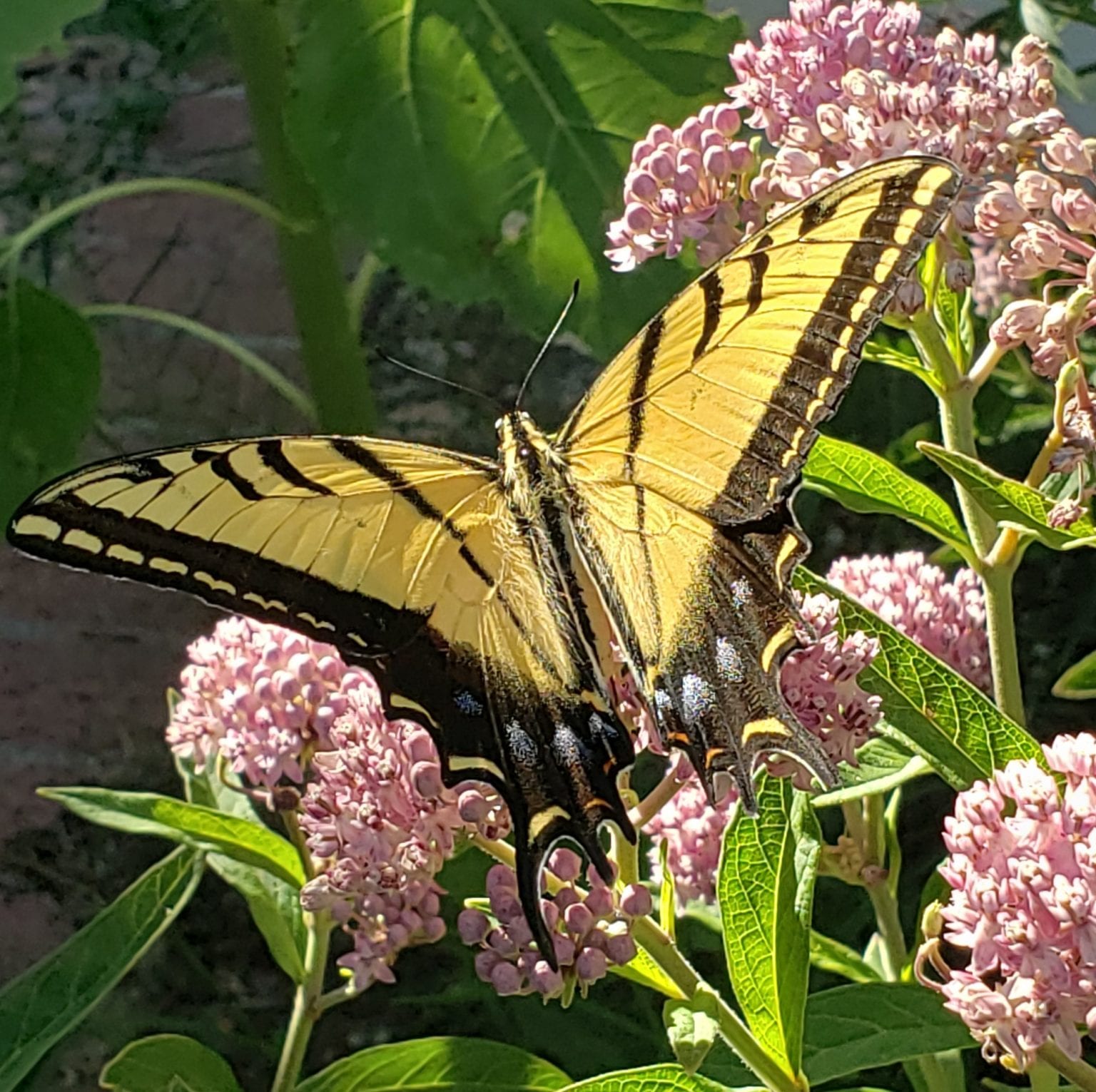 Butterflies of New Mexico: The Swallowtails (Papilionidae) – Pajarito ...