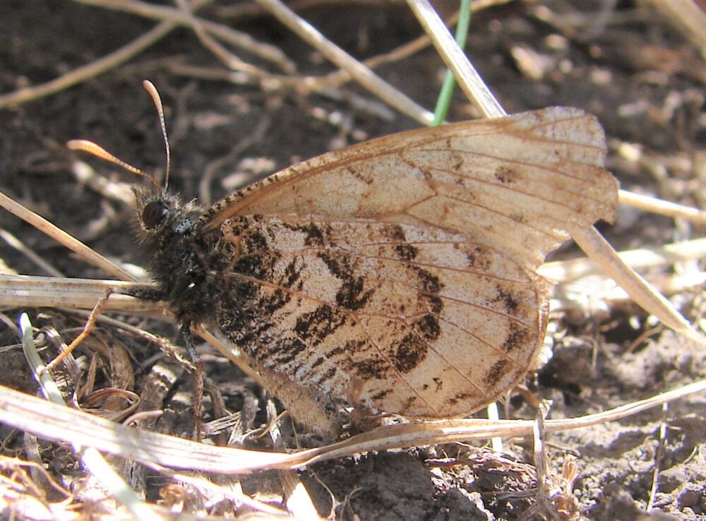 Butterflies of New Mexico: The Brushfoots X: The Satyrs (Nymphalidae ...