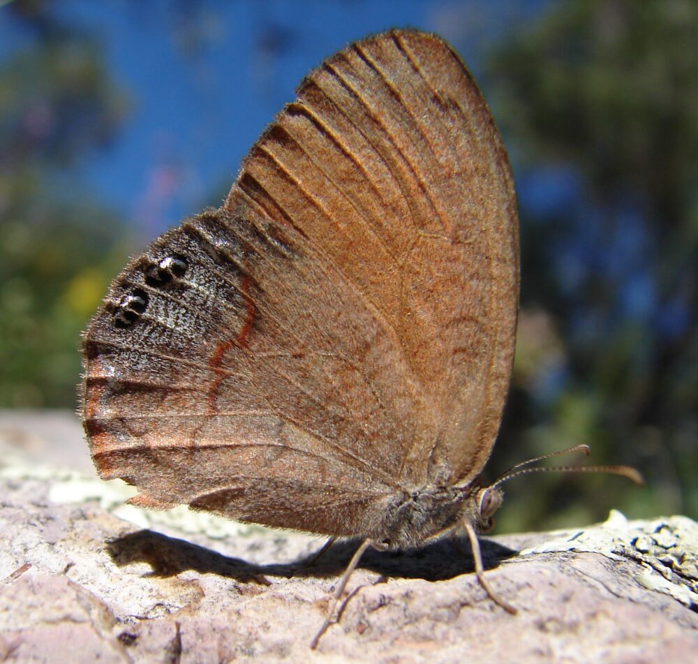 Butterflies of New Mexico: The Brushfoots X: The Satyrs (Nymphalidae ...