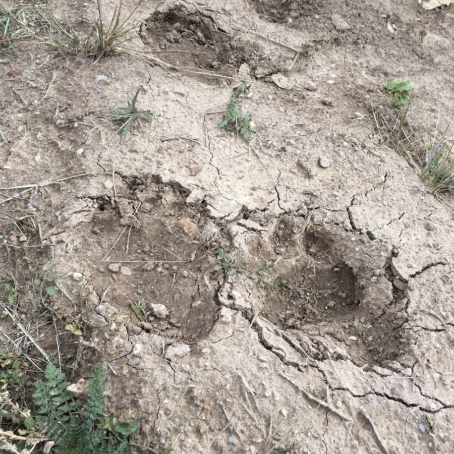 bear_track – Pajarito Environmental Education Center