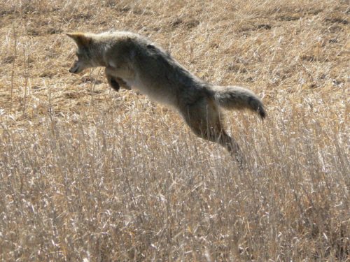 Coyote – Pajarito Environmental Education Center
