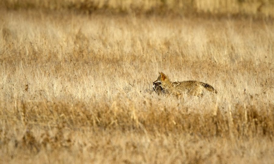 Coyotes & Food – Pajarito Environmental Education Center