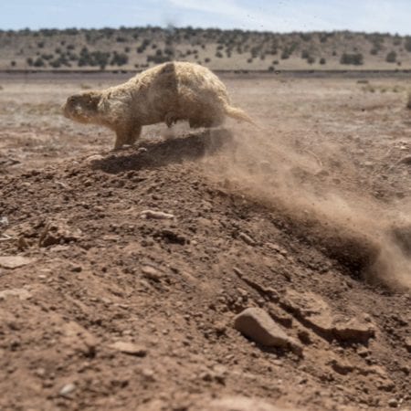 Gunnison’s Prairie Dog – Pajarito Environmental Education Center