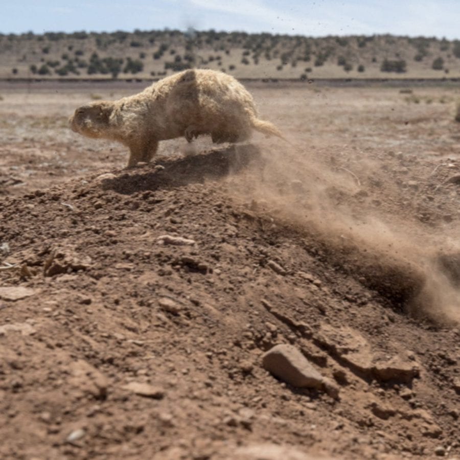 Gunnison’s Prairie Dog – Pajarito Environmental Education Center