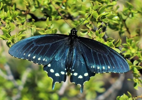 Butterflies of New Mexico: The Swallowtails (Papilionidae) – Pajarito ...
