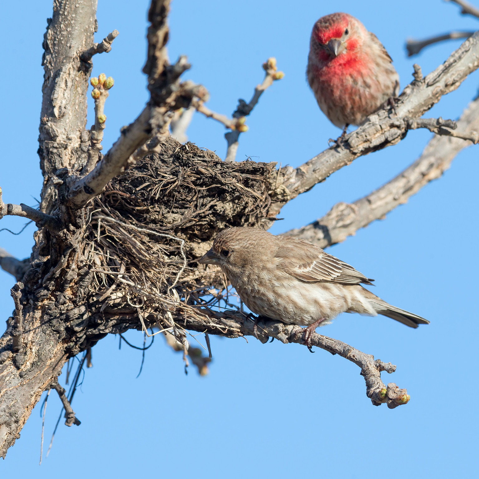 House Finch – Pajarito Environmental Education Center