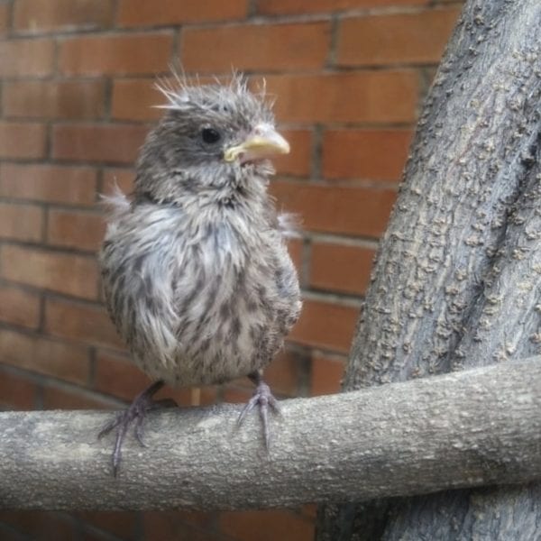 House Finch – Pajarito Environmental Education Center