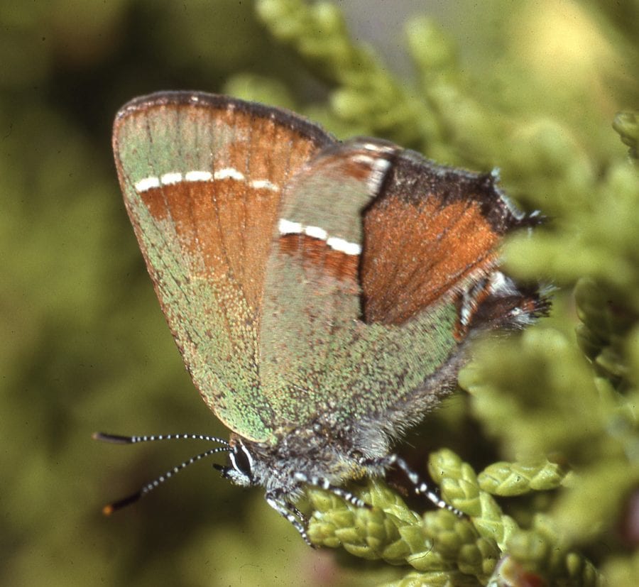 Butterflies of New Mexico: The Gossamerwings II: The Hairstreaks ...