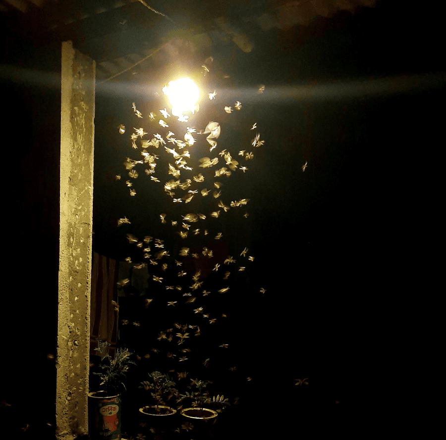 Light Pollution, the Environment, and Us – Pajarito Environmental ...